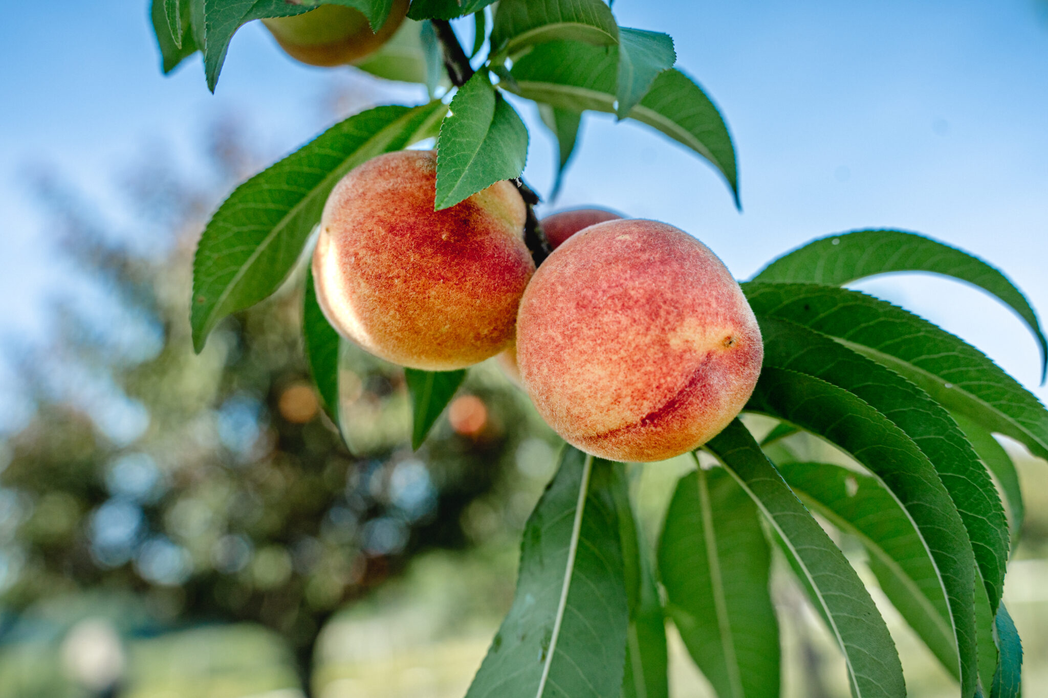 Tropic Snow Peach Tree (TropicSnow) Low Chill – Chestnut Hill Nursery