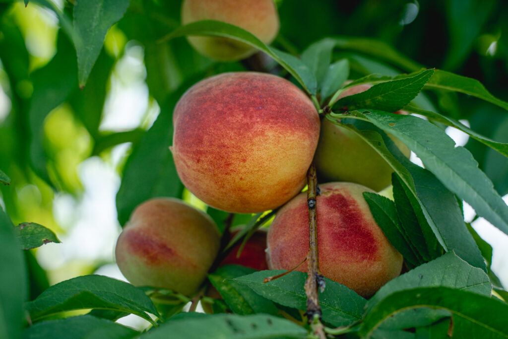 Tropic Snow Peach Tree (TropicSnow) Low Chill – Chestnut Hill Nursery