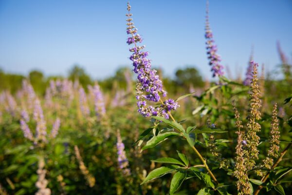 Vitex ‘Shoal Creek’ Chaste Tree – Chestnut Hill Nursery