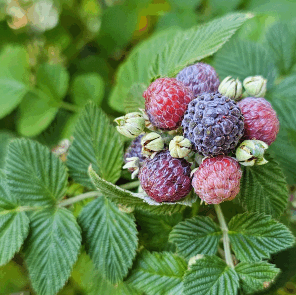 Mysore Raspberry Bush – Chestnut Hill Nursery