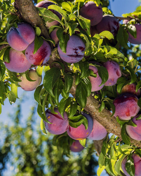 Santa Rosa Plum Tree – Chestnut Hill Nursery