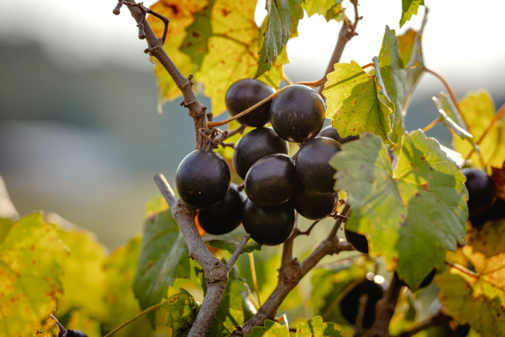Alachua Muscadine Grape Vine – Chestnut Hill Nursery