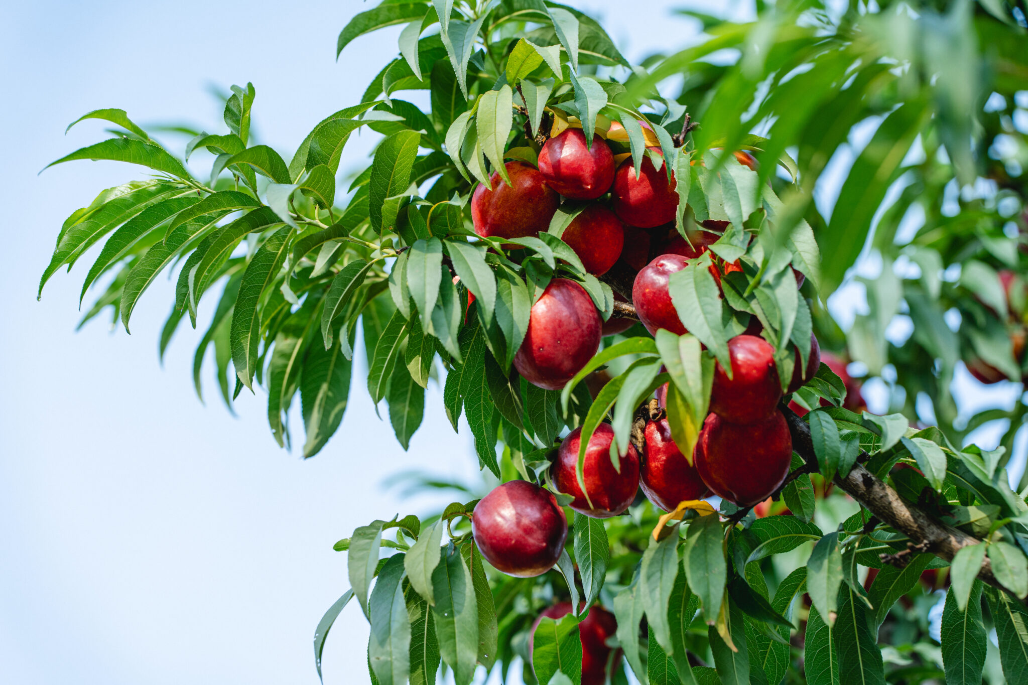 Sunraycer Nectarine Tree Low Chill – Chestnut Hill Nursery