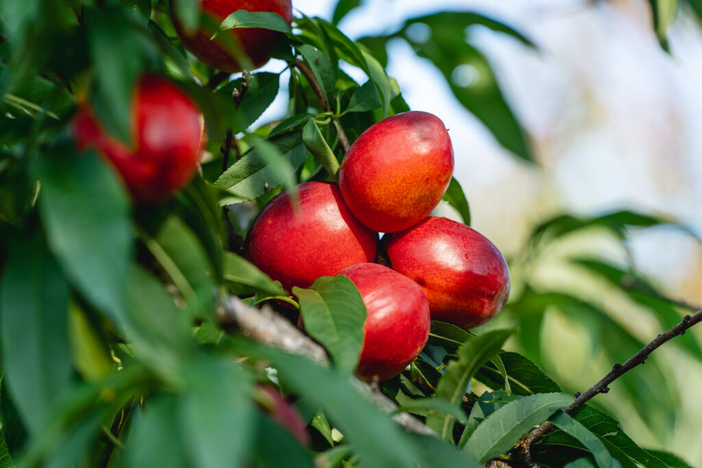 Sunraycer Nectarine Tree Low Chill – Chestnut Hill Nursery