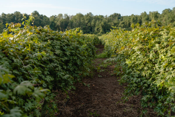 Southern Home Muscadine Grape Vine – Chestnut Hill Nursery