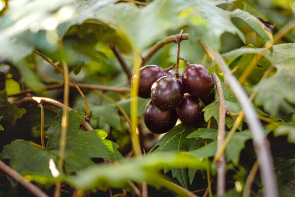 Southern Home Muscadine Grape Vine – Chestnut Hill Nursery