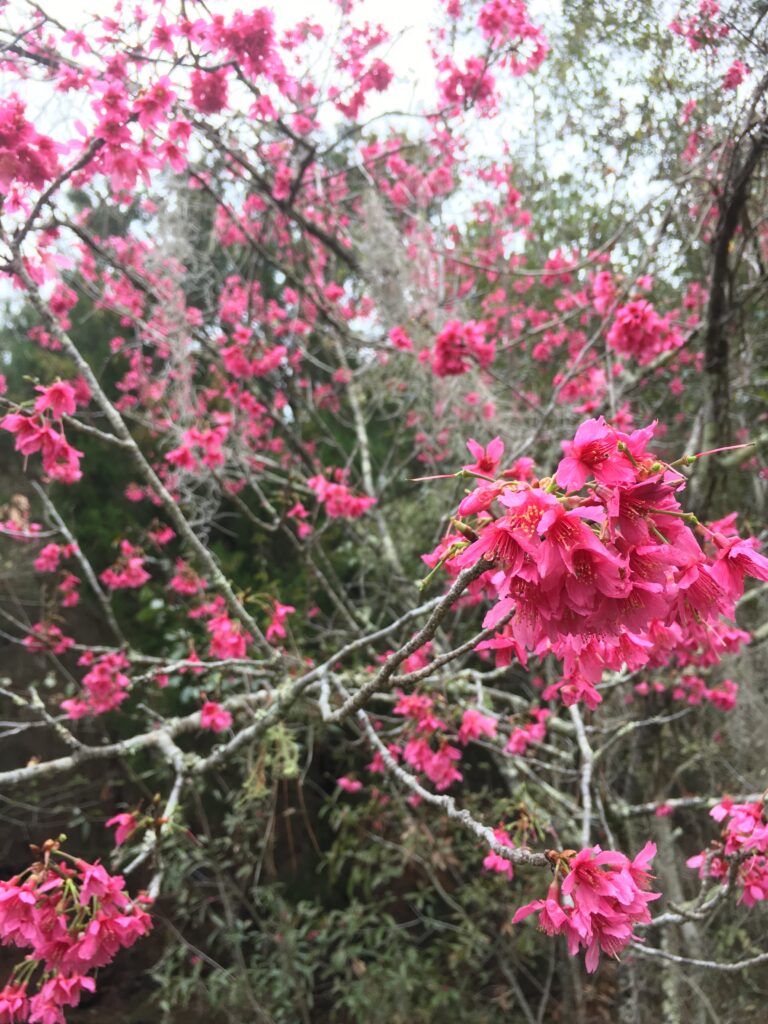 Taiwan Flowering Cherry Tree – Chestnut Hill Nursery