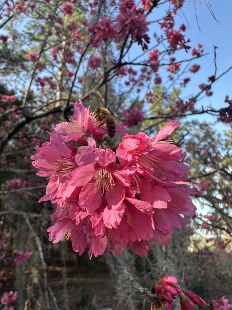 Taiwan Flowering Cherry Tree – Chestnut Hill Nursery