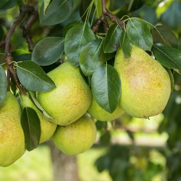Pear Trees – Chestnut Hill Nursery