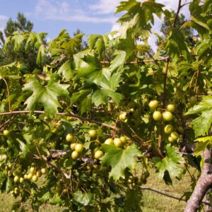 Carlos Muscadine Grape Vine – Chestnut Hill Nursery
