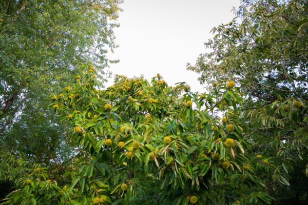 Mixed Dunstan Chestnut Tree Bulk Pallet – 3 & 7 Gallon Sizes (44 Trees ...