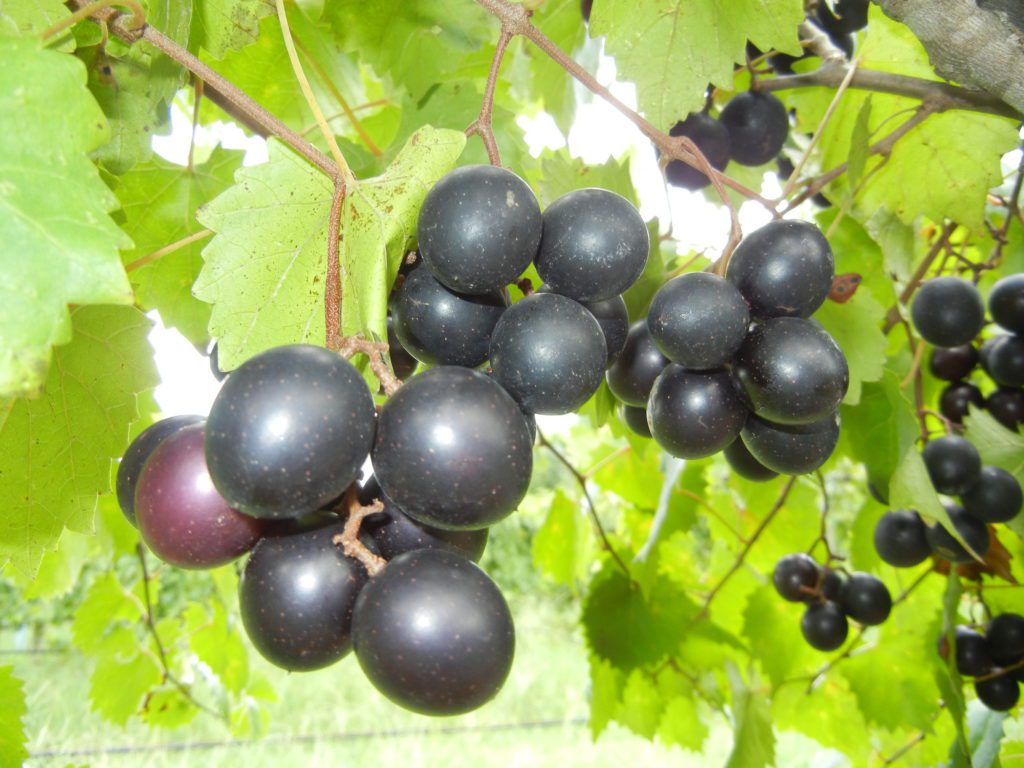 Cowart Muscadine Grape Vine – Chestnut Hill Nursery