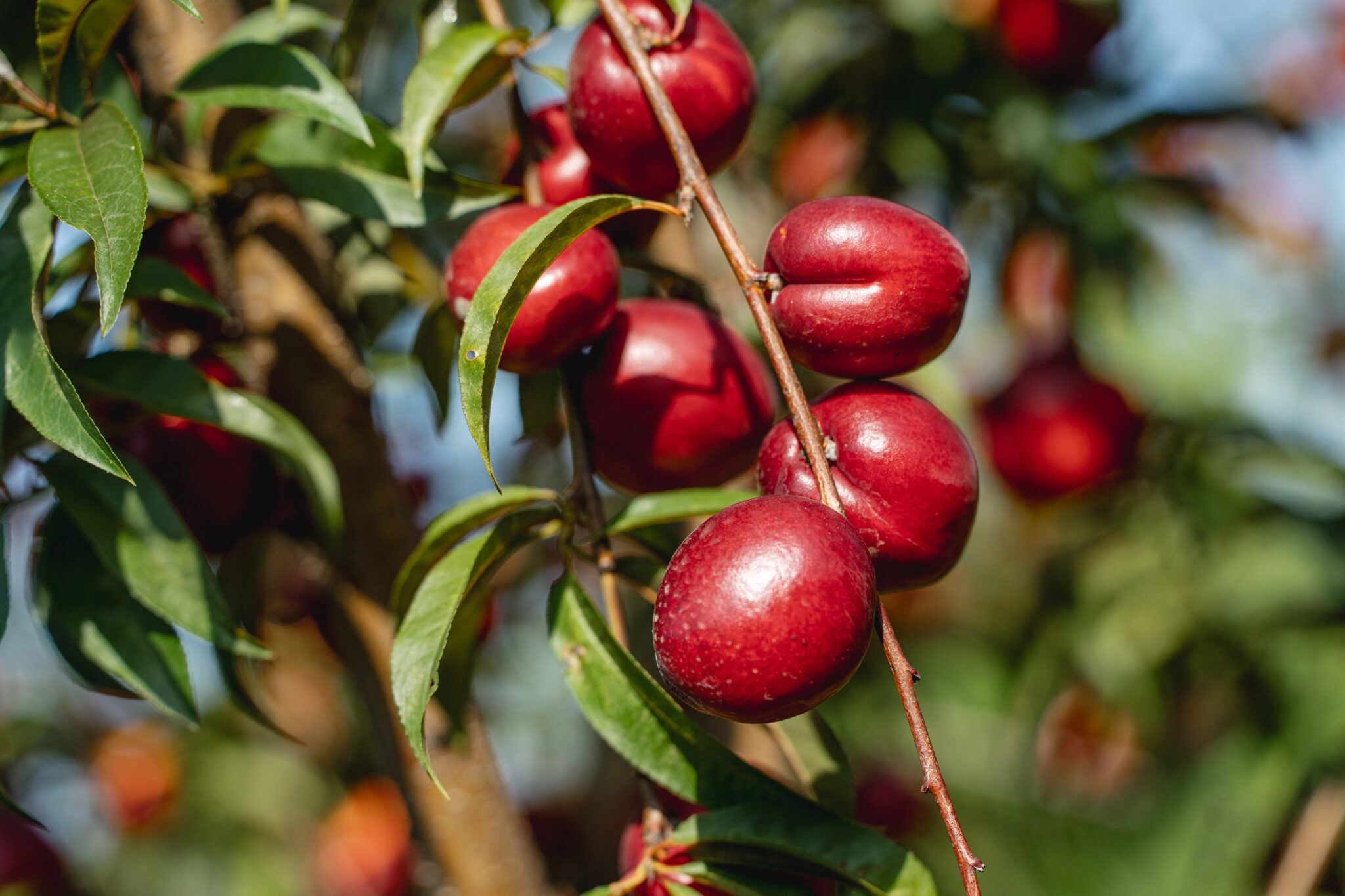 Sunhome Nectarine Tree Low Chill – Chestnut Hill Nursery