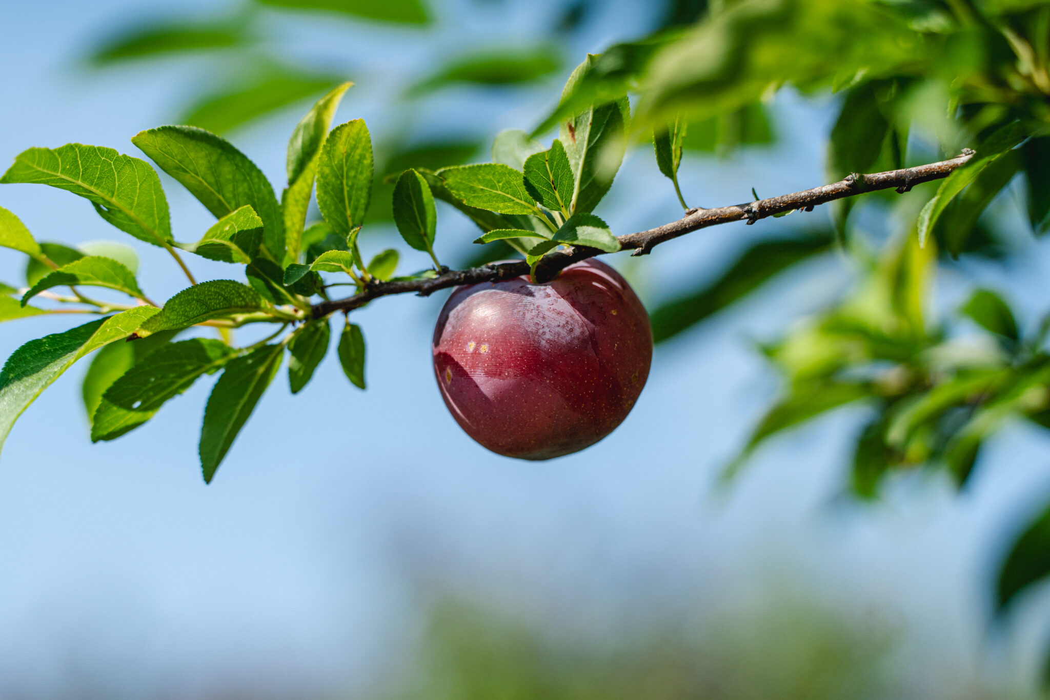 Gulf Beauty Plum Tree Low Chill – Chestnut Hill Nursery