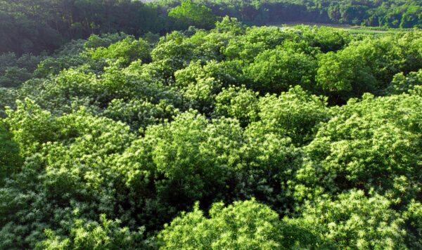 Mixed Dunstan Chestnut Tree Bulk Pallet – 3 & 7 Gallon Sizes (44 Trees ...