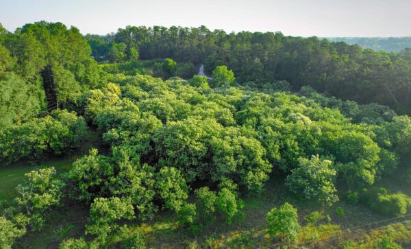 Mixed Dunstan Chestnut Tree Bulk Pallet – 3 & 7 Gallon Sizes (44 Trees ...