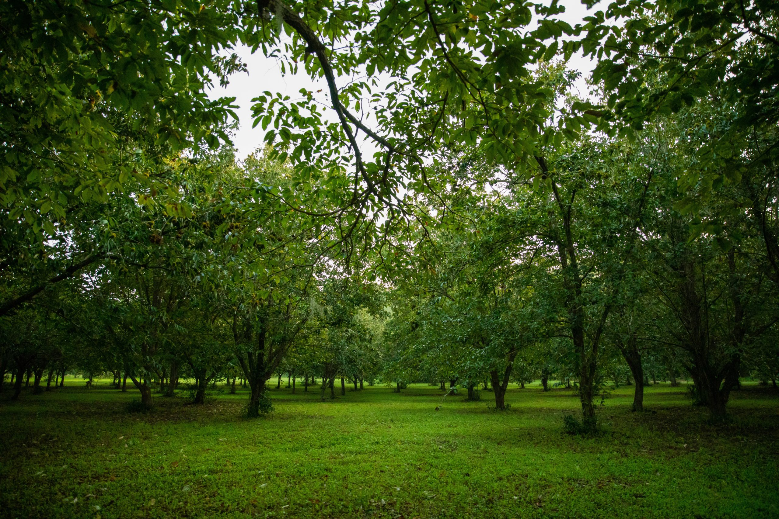 Mixed Dunstan Chestnut Tree Bulk Pallet – 3 & 7 Gallon Sizes (44 Trees ...