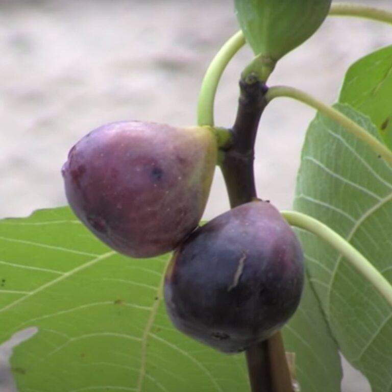 Tennessee Mountain Fig Tree – Chestnut Hill Nursery