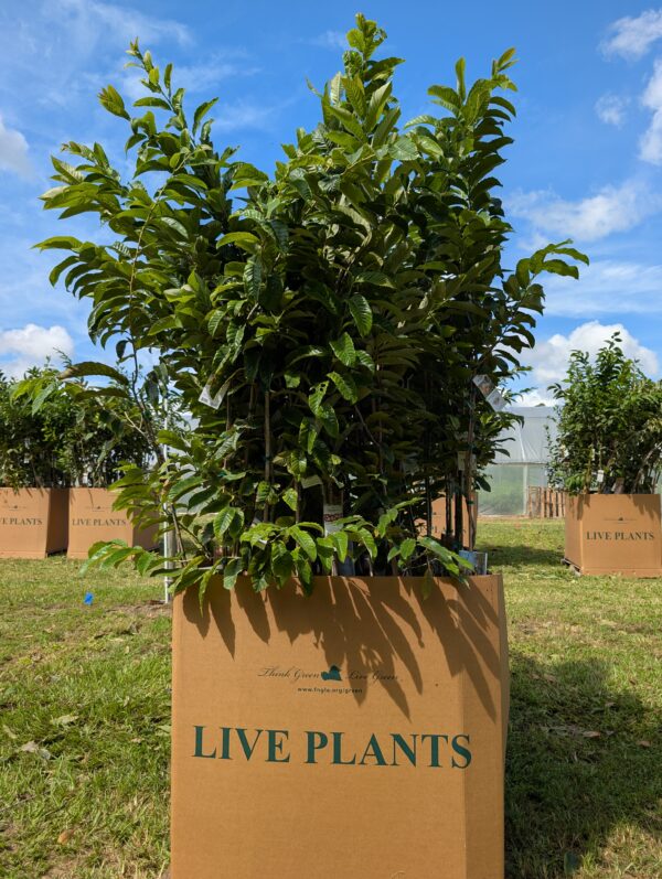 Mixed Dunstan Chestnut Tree Bulk Pallet – 3 & 7 Gallon Sizes (44 Trees ...