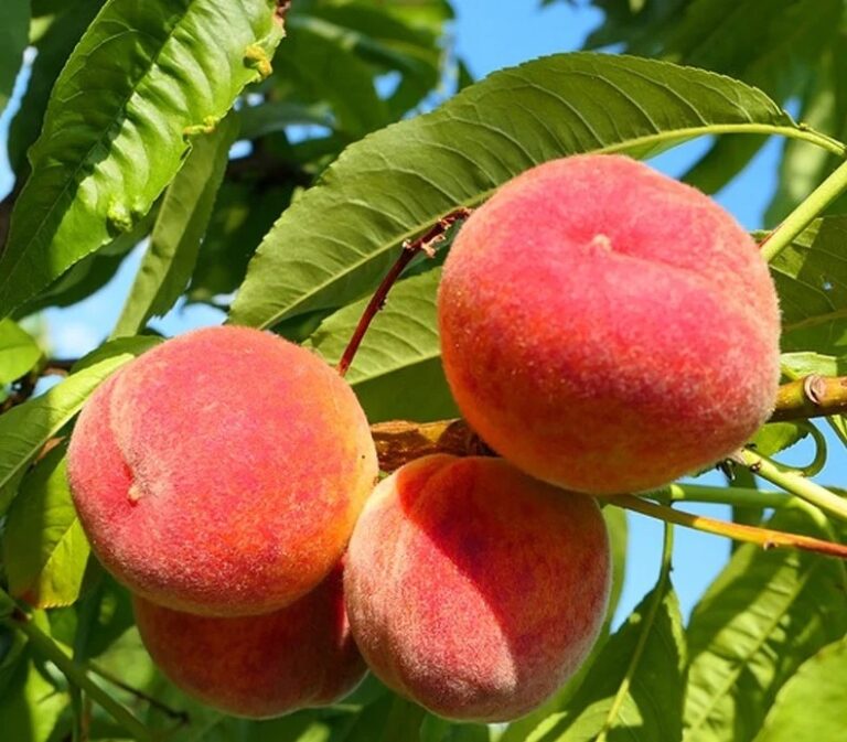 Flordaking (Florida King) Peach Tree – Chestnut Hill Nursery