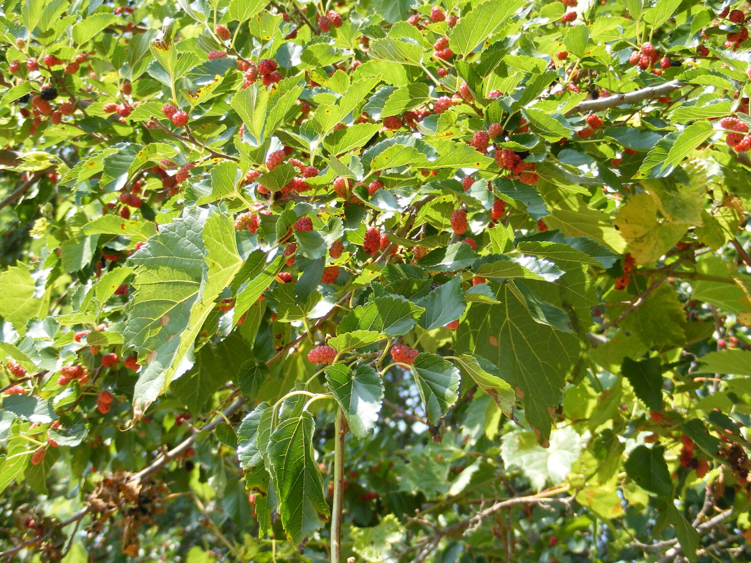 Native Red Mulberry Tree (Morus rubra) – Chestnut Hill Nursery